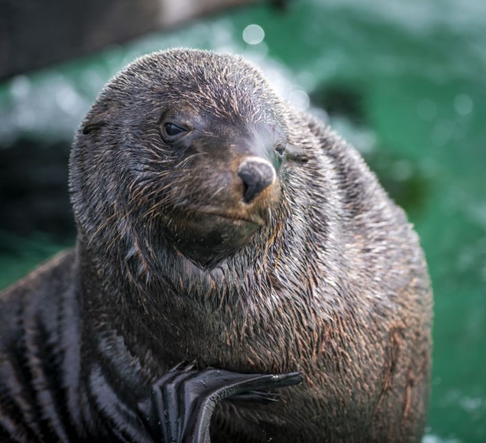 Sorrento,Mornington Peninsula: Wildlife & Sightseeing Cruise - FAQ