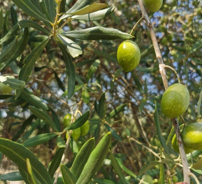 Sortino: Olive Oil tasting with Sicilian Products and Wine - Who Will Love This Tour?