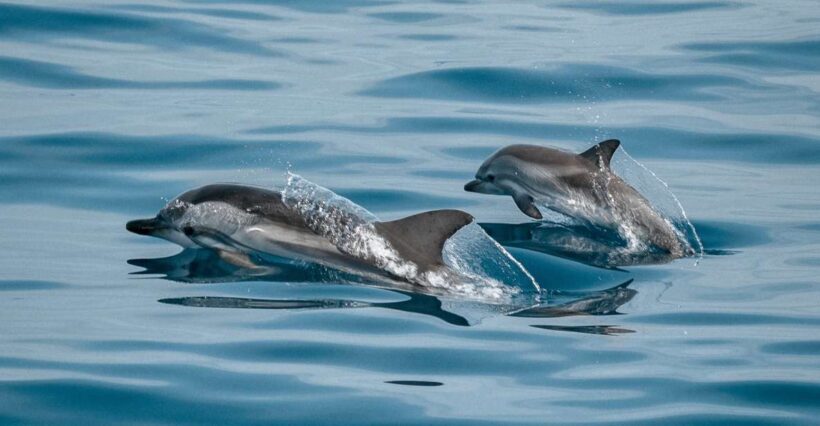 Sotogrande: Dolphin Watching Boat Trip with Drink - Key Points