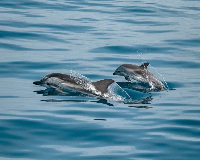 Sotogrande: Dolphin Watching Boat Trip with Drink - The Basics: What You Need to Know