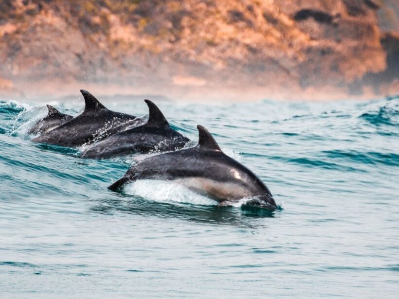 Sotogrande: Dolphin Watching Boat Trip with Drink - The Itinerary in Detail