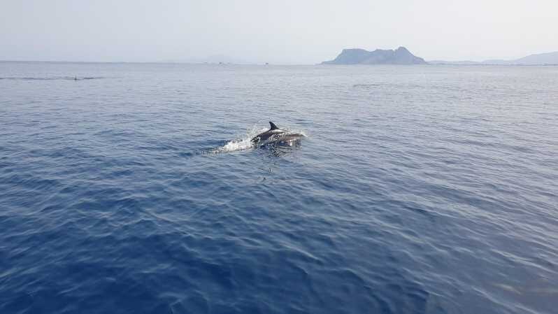 Sotogrande: Dolphin watching experience with expert crew - An In-Depth Look at the Sotogrande Dolphin Watching Tour