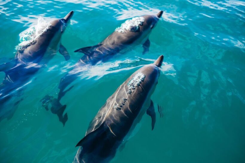 Sotogrande: Private Sailing Tour + Drink (For Groups) - An Authentic and Flexible Coastal Adventure