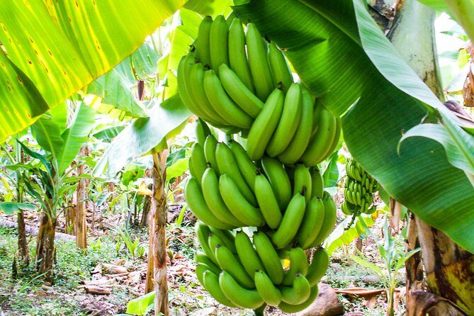 Soufriere Island Delight - Authentic Experiences and Real Traveler Insights