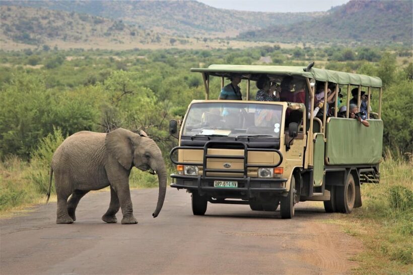 South Africa from Joburg: Elephant Sanctuary Half Day Tour - An Honest Look at the South Africa from Joburg: Elephant Sanctuary Half Day Tour