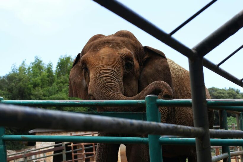 South Africa from Joburg: Elephant Sanctuary Half Day Tour - The Itinerary in Detail: How the Day Unfolds