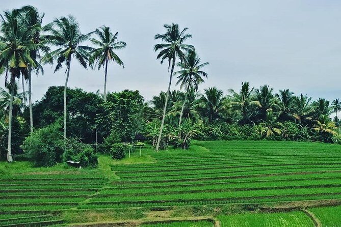 South Bali Uluwatu and Tanah Lot Temple Tour - Key Points
