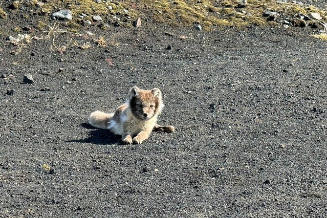 South Coast & Katla Ice Cave Adventure From Reykjavik in a 4x4 - Itinerary Highlights