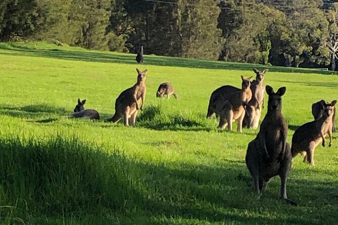 South Coast Nature Tour - Authentic Experiences and Local Encounters
