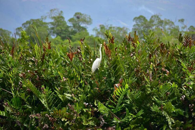 South Coast: Pelican Bar & Black River Safari Experience - Starting with the Pickup and Journey