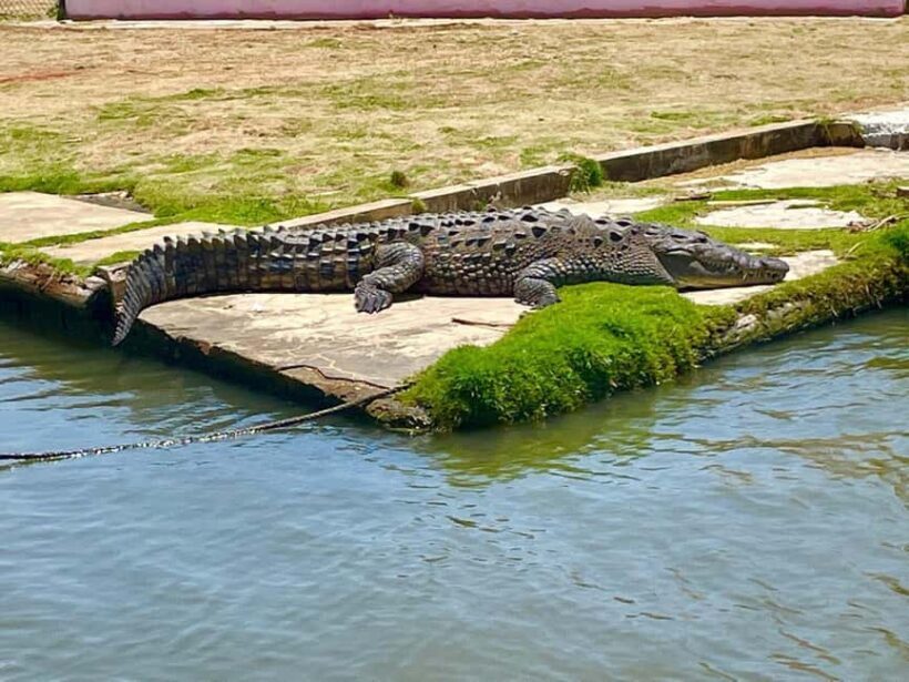 South Coast: Pelican Bar & Black River Safari Experience - FAQ