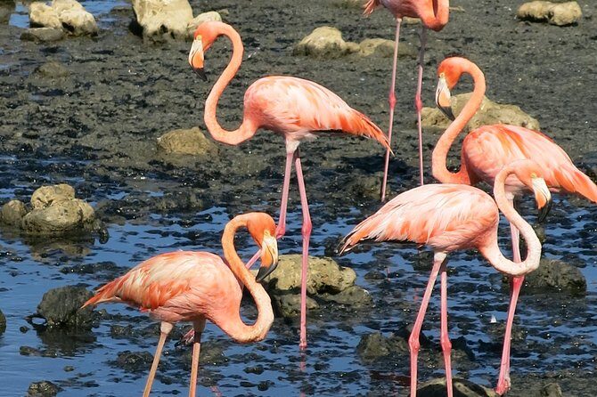 South island tour and Snorkel combo - Discovering Bonaire’s South End: What You Can Expect