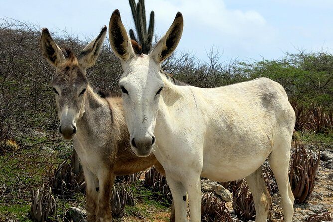 South island tour and Snorkel combo - FAQs