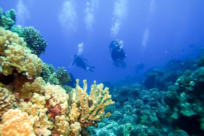 South Maui: Eco Friendly Molokini and Turtle Town Tour - The Sum Up