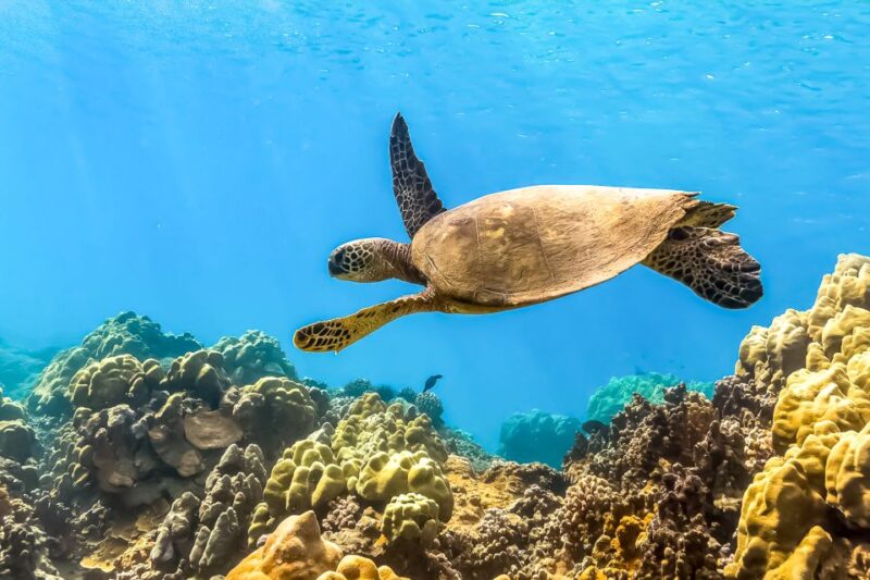 South Maui: Eco Friendly Molokini and Turtle Town Tour - The Highlights of Each Stop