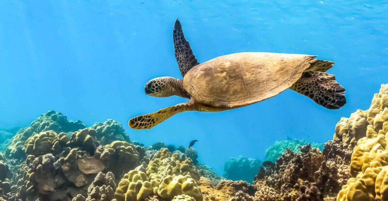 South Maui: Eco Friendly Molokini and Turtle Town Tour - The Food and Comfort