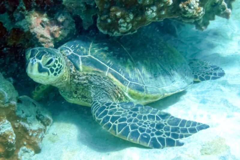 South Maui: Eco Friendly Molokini and Turtle Town Tour - Practical Details and What You Need to Know