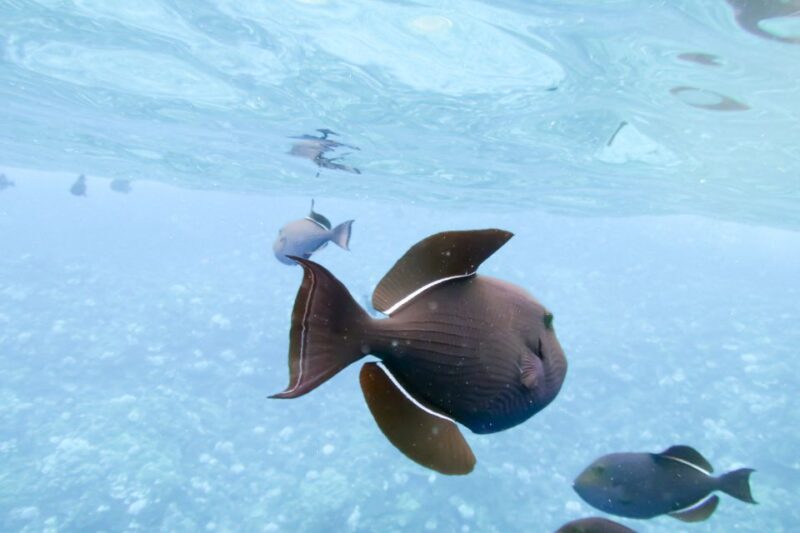 South Maui: Eco Friendly Molokini and Turtle Town Tour - Authentic Experiences from Reviews