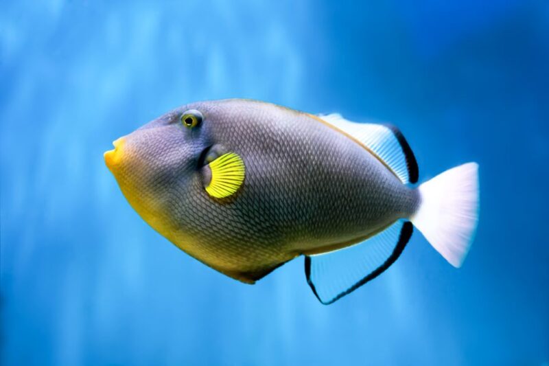 South Maui: Eco Friendly Molokini and Turtle Town Tour - FAQs