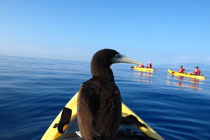 South Maui Kayak and Snorkel Tour With Turtles - Scenic Views and Natural Beauty