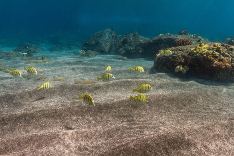 South Maui: Lanai Snorkel & Dolphin Watch from Maalaea - Key Points