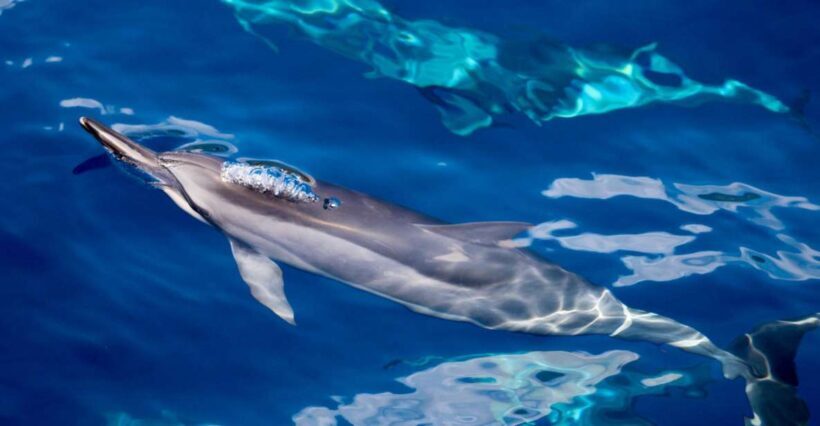 South Maui: Lanai Snorkel & Dolphin Watch from Maalaea - The Itinerary and What You Can Expect