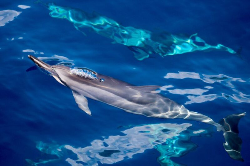 South Maui: Lanai Snorkel & Dolphin Watch from Maalaea - Who Will Love This Tour?