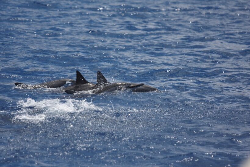 South Maui: Maalaea Guided Luxury Snorkel Cruise - The Itinerary and What to Expect