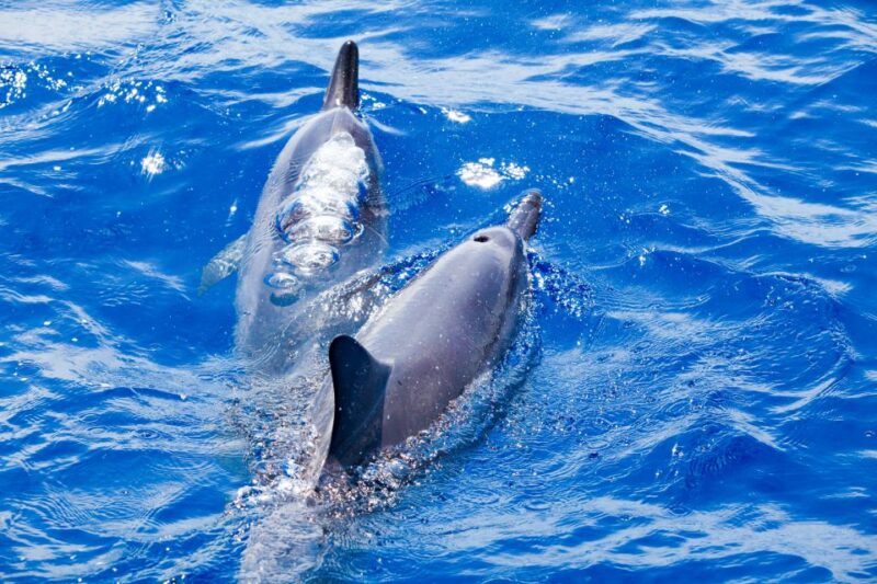 South Maui: Molokini Wild Eco Adventure from Maalaea Harbor - Practical Considerations