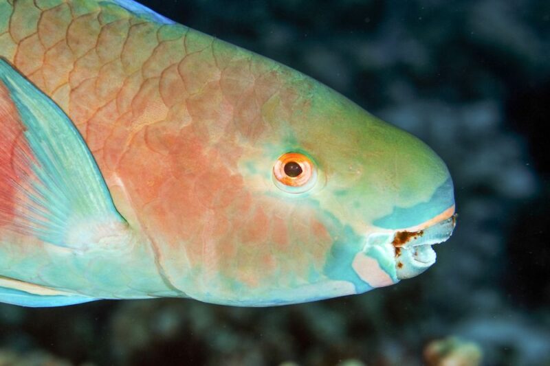 South Maui: Molokini Wild Eco Adventure from Maalaea Harbor - Who Should Book This Tour?