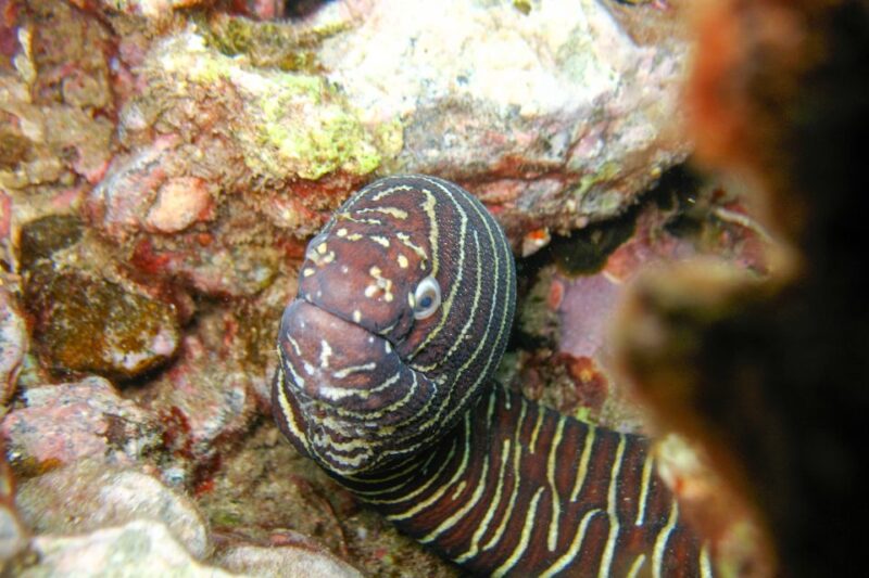 South Maui: Molokini Wild Eco Adventure from Maalaea Harbor - Frequently Asked Questions