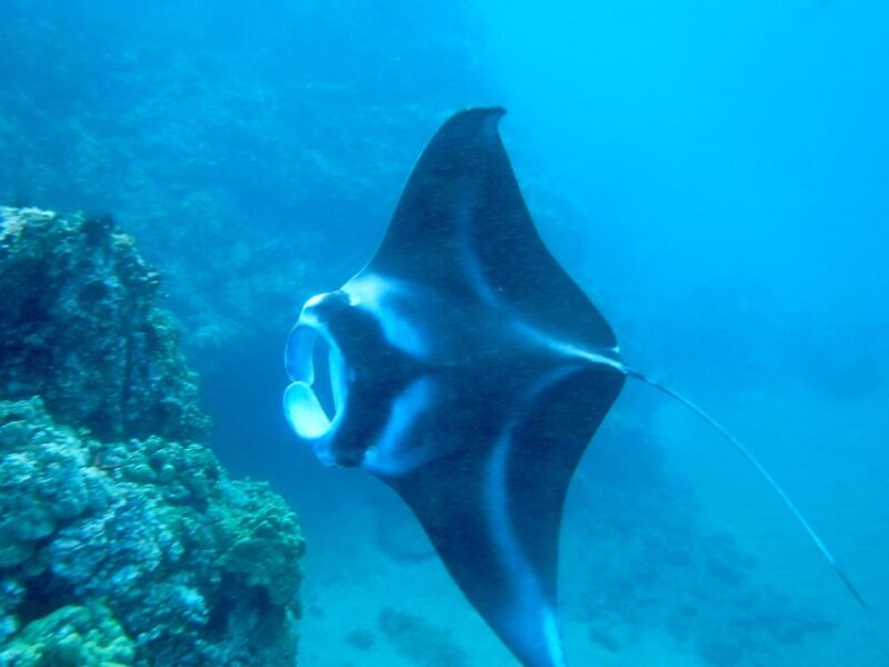 South Maui: Premium Turtle Town Kayak and Snorkel Tour - What To Expect on the Day