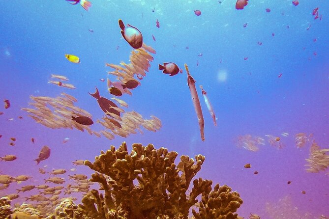 South Maui Shore Dive - Inclusions and Amenities