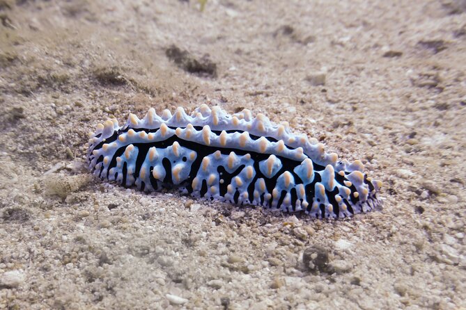 South Maui Shore Dive - Dive Safety and Requirements
