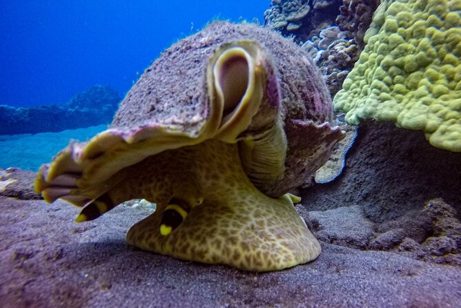 South Maui Shore Dive - Certified Diver Qualifications