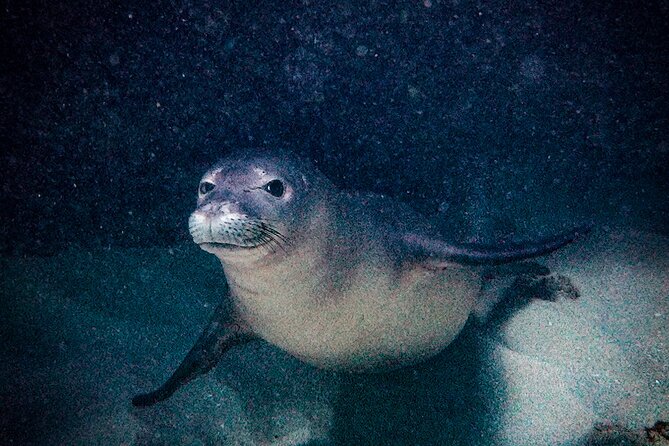 South Maui Shore Dive - Exploring the Underwater World