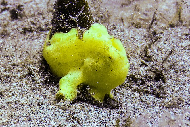 South Maui Shore Dive - Reviews and Ratings