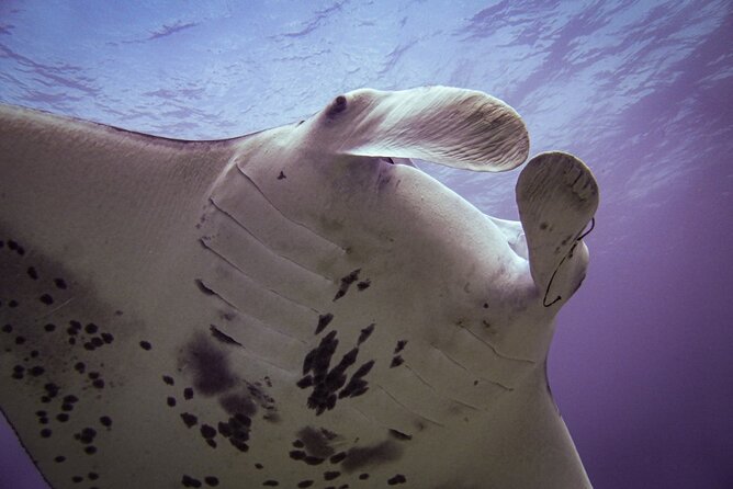 South Maui Shore Dive - Pricing and Booking Details