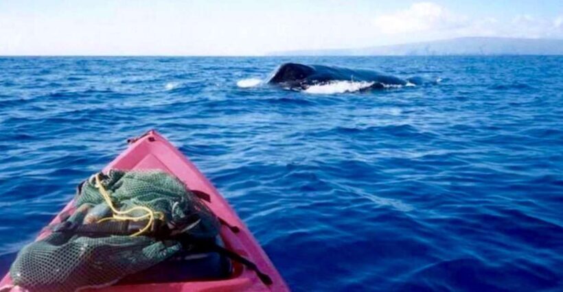 South Maui: Whale Watch Kayaking and Snorkel Tour in Kihei - An Overview of the Experience