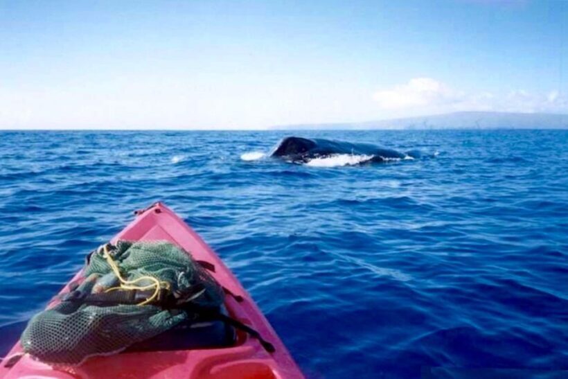 South Maui: Whale Watch Kayaking and Snorkel Tour in Kihei - The Practical Side: What’s Included and What’s Not