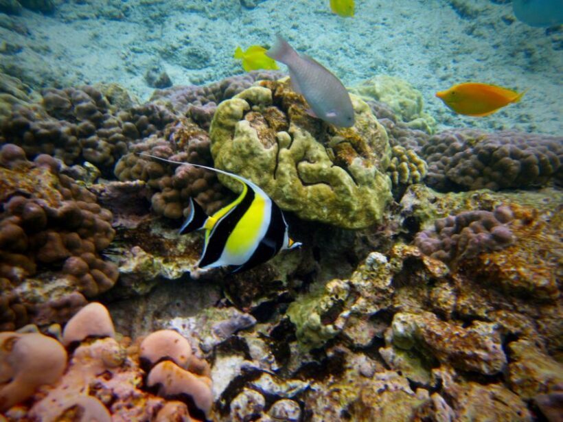 South Maui: Whale Watch Kayaking and Snorkel Tour in Kihei - What the Reviews Say