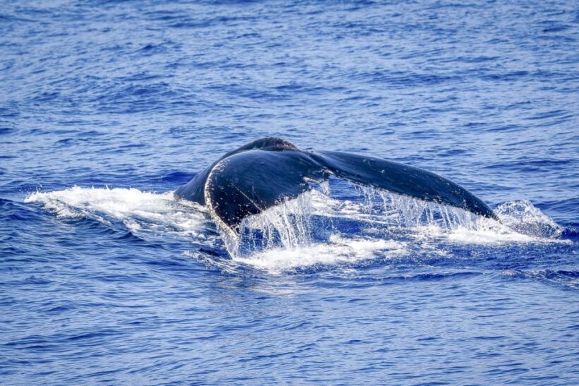 South Maui: Whale Watch Kayaking and Snorkel Tour in Kihei - The Value of This Tour