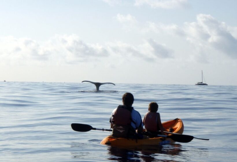 South Maui: Whale Watch Kayaking and Snorkel Tour in Kihei - Who Will Love This Tour?