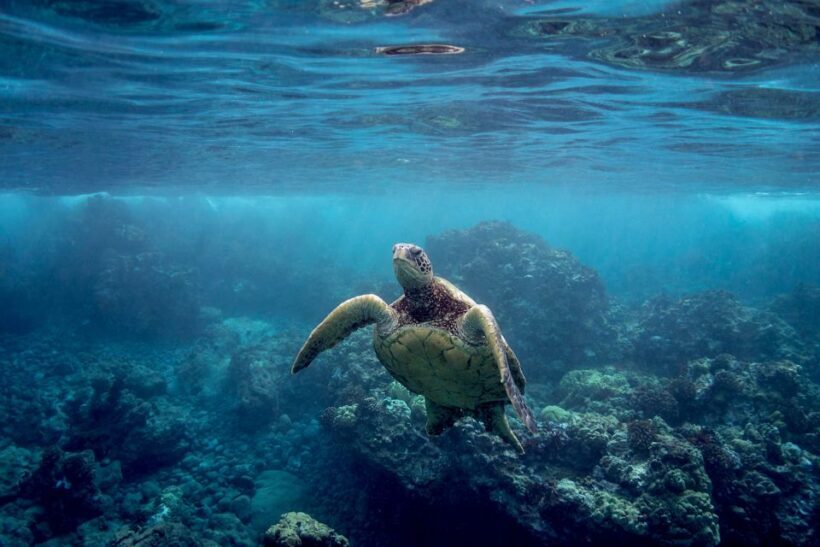 South Maui: Whale Watch Kayaking and Snorkel Tour in Kihei - Final Thoughts: Is It Worth It?