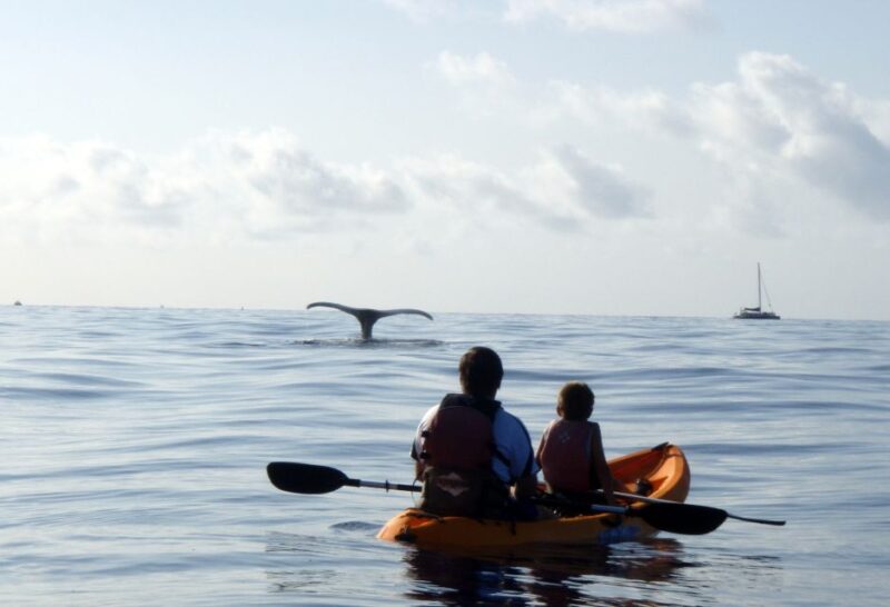 South Maui: Whale Watch Kayaking and Snorkel Tour in Kihei - FAQ