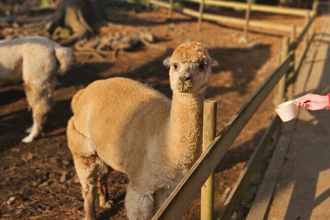 South of Jeju Island Package Tour in Alpaca Land - Introduction