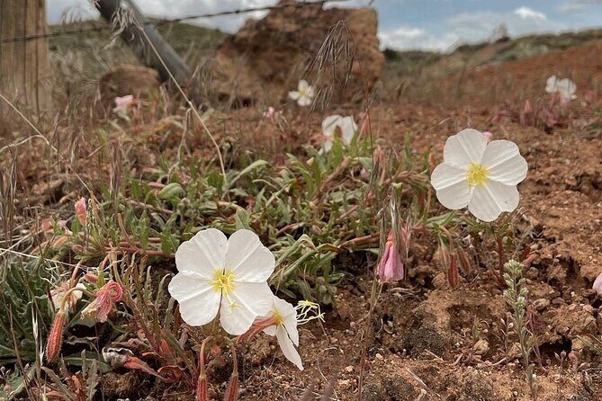 South Pass City Historical Tour - An In-Depth Look at the South Pass City Historical Tour