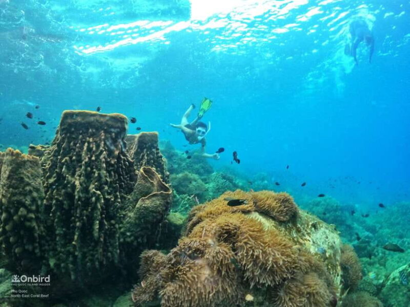 South Phu Quoc: Pro Snorkeling Tour by Speedboat - Key Points