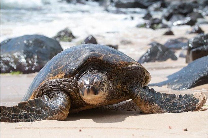 South Shore Aloha Friendly Tour - Key Points