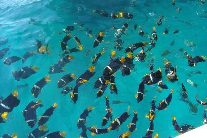 South Shore Private Sightseeing Cruise in Puerto Vallarta - Practical Details
